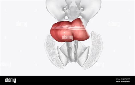 He Sigmoid Colon Is The Last Part Of The Colon And Connects To The Rectum 3d Illustration Stock