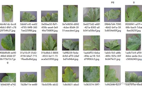 基于轻量级yolo检测模型开发构建番茄西红柿病虫害检测识别分析系统西红柿病虫害数据集 Yolo Csdn博客