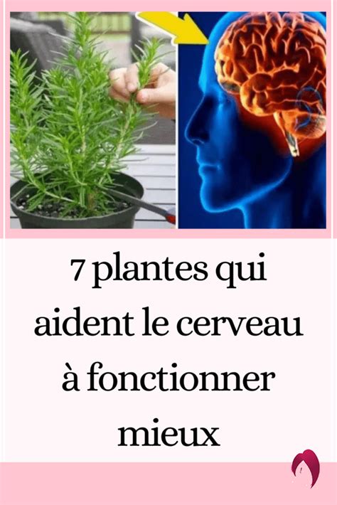 7 Plantes Qui Aident Le Cerveau à Fonctionner Mieux