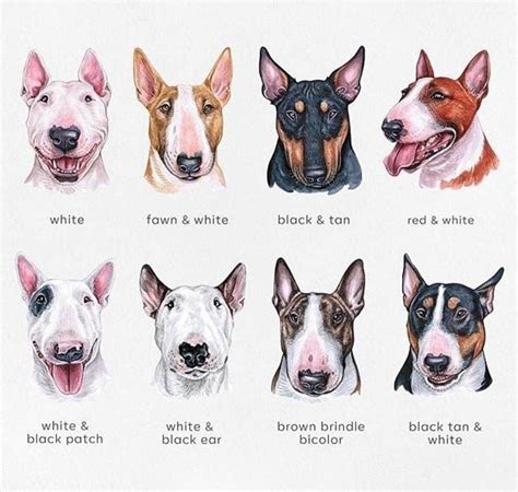 Pin De Gracemary80 En Bulletti Perro Mejor Amigo Bull Terriers