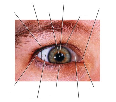 Eye Accessory Structures Diagram Quizlet