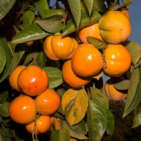 Fuyu Asian Persimmon Tree Live Plant Produces Fruit Ft Etsy