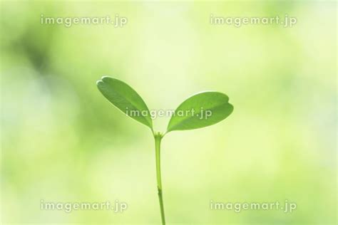 双葉の写真素材 24330981 イメージマート