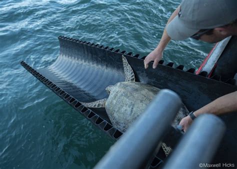 The Tiny Clear Blobs Washing Up On Beaches Are Even Weirder Than You Think Rescue Sea Turtle