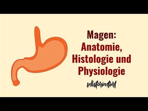 Anatomie Physiologie Histologie Des Magens Einfach Erkl Rt Lage