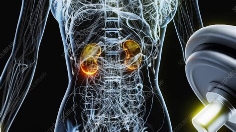 Woman Doing Biceps Curls Animation Stock Video Clip K013 2585 Science Photo Library