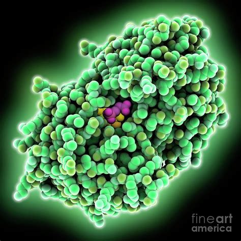 Epsp Synthase With Glyphosate 1 Photograph By Laguna Design Science Photo Library Pixels