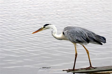 왜가리 회색 새 Pixabay의 무료 사진 Pixabay