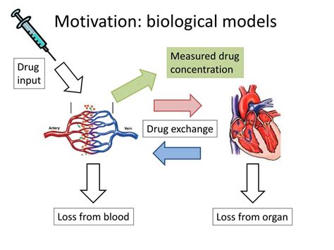 Ppt Identifiability Of Linear Compartmental Models Powerpoint Presentation Id 4362465