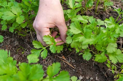 How To Prune Parsley The Right Way So It Keeps Growing Back