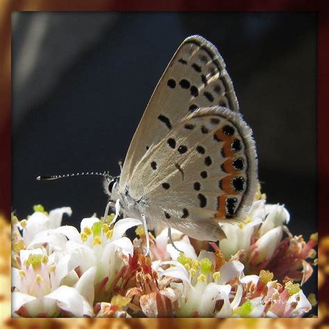 Flutter And Sip Pretty Skipper Drinking From Flowers
