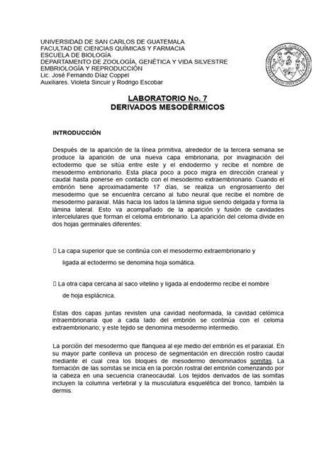 Práctica 7 Derivados Mesodérmicos Pdf Embrión Esqueleto