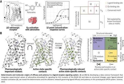 Gpcr Ligand Efficacy And Potency… Molecular Determinants… Meng Wu