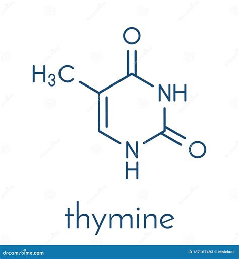 Thymine T Nucleobase Molecule Present In Dna Skeletal Formula Stock