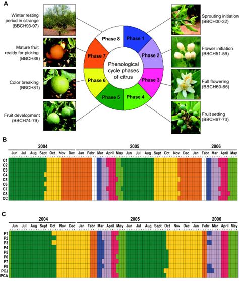 Phenological Assessment A Schematic Representation Of The