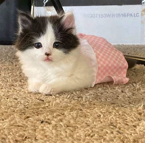 Mouse My Lil Bashful R Aww