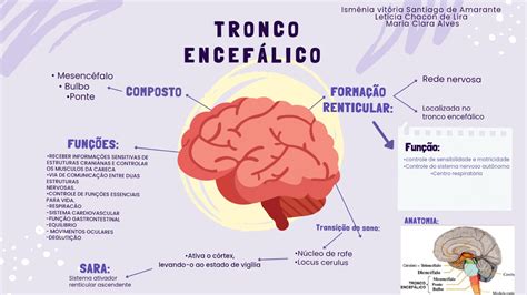 Funções Do Tronco Encefálico Fdplearn