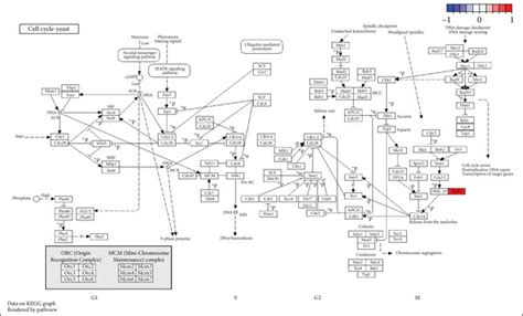 Differences In Host Cell Cycle Gene Expression In The Epidermis Of