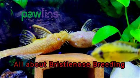 Bristlenose Pleco Basic Care And Breeding Guide Youtube