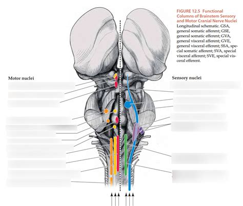Functional Columns Of Brainstem Sensory And Motor Cranial Neve Nuclei