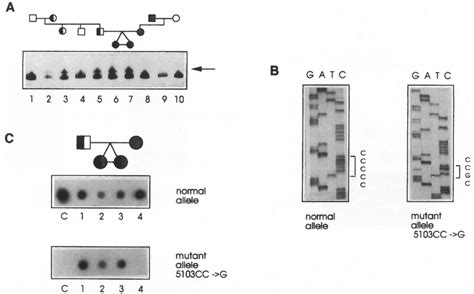 Identification Of The Paternal Mutation A Analysis Of The Pcr Product
