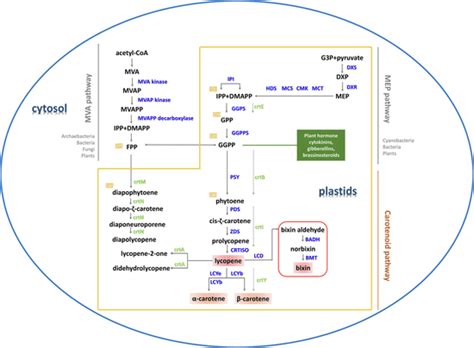 Carotenoid Biosynthesis Via The Mva Or Mep Pathway The Yellow Line