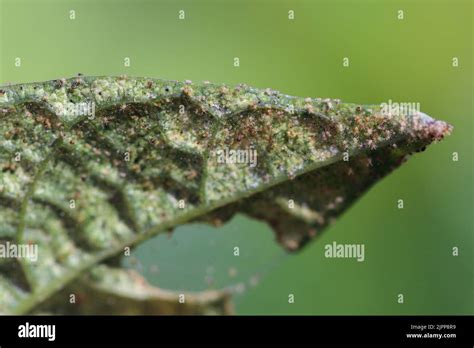 Tetranychus Urticae Red Spider Mite Or Two Spotted Spider Mite Is A