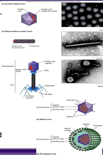 Bacteria And Plasmids Week 7 Flashcards Quizlet