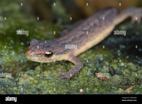 Lissotriton Vulgaris Known As The Smooth Newt Or The Common Newt An Individual Looking For A