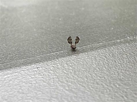 Peacock Fly Callopistromyia Annulipes Bugguidenet