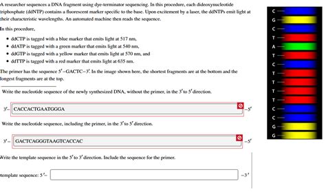 Solved A Researcher Sequences A Dna Fragment Using