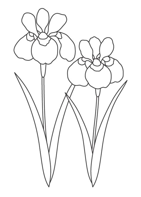 無料の春の花アヤメのぬりえ ぬりえパーク