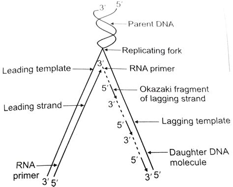 Explain Semiconservative Mode Of Dna Replication