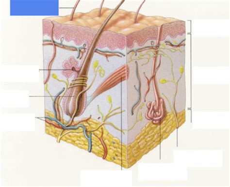 Intro To Med Term Integumentary System Diagram Flashcards Quizlet