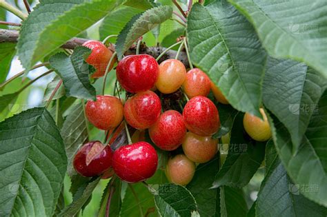 樱桃树樱桃背景樱桃叶