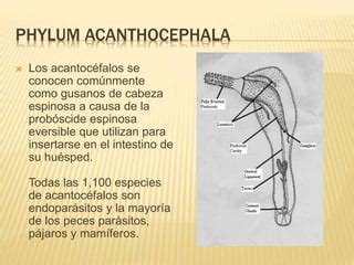 Phylum Acanthocephala