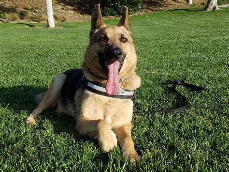 Meet Bobo Adopted Sylvesters Haven