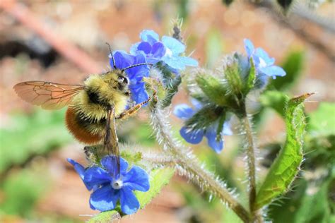 Pollinator Friendly Vegetable Garden Growing Food While Supporting