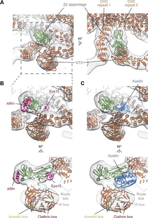 Interactions Between Clathrin And The Ap2 2 Appendage Domain A Download Scientific Diagram