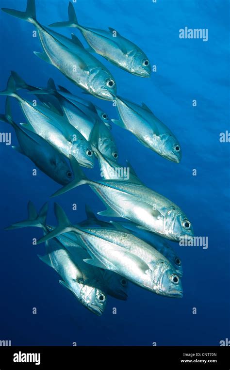 Trevally Trevally Babe Hi Res Stock Photography And Images Alamy