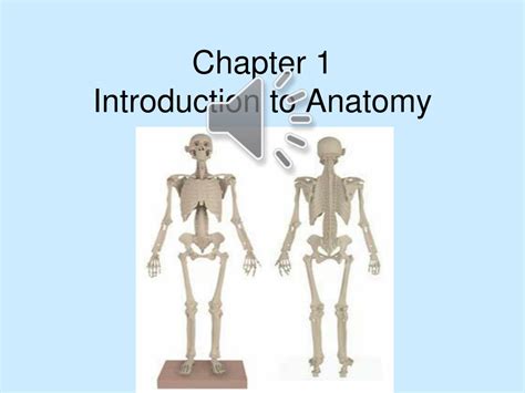 Ppt Chapter 1 Introduction To Anatomy Powerpoint Presentation Free