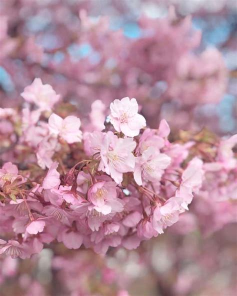 門前の河津桜が満開を迎えております 見ごろ案内 牡丹と 高麗人蔘の里 日本庭園 由志園 公式サイト