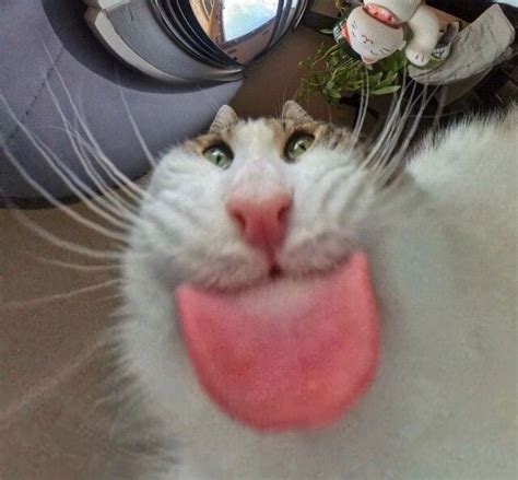 갤러리 정리 고양이 먹이통에 카메라를 설치했더니 Daum 카페