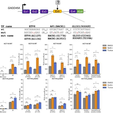 Other Starr Seq Identified Motifs Contribute Only To Basal Gadd45a
