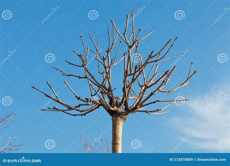 Young Tree With Pruned Branches Garden Tree Pruning Branch Formation