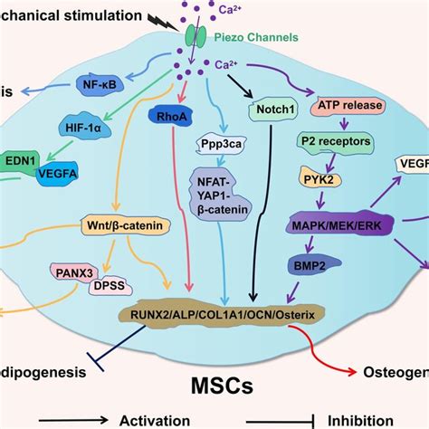 Schematic Diagram Of The Effects Of Intracellular Signaling Pathways Download Scientific