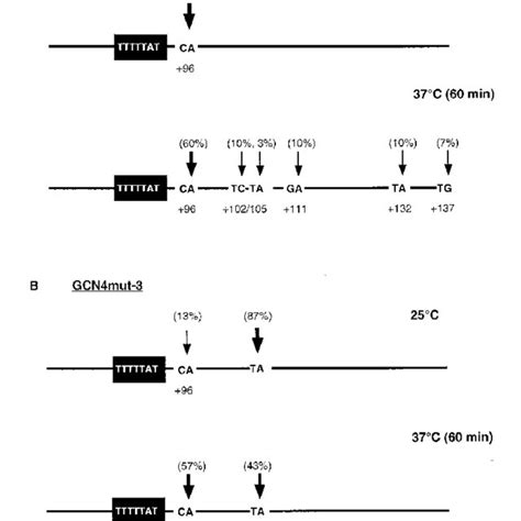 A Schematic Presentation Of Polya Site Selection Of Transcripts Download Scientific Diagram