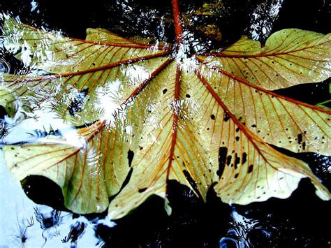 340 Картинки на робочий стіл Осінь Скачати Безкоштовно шпалери