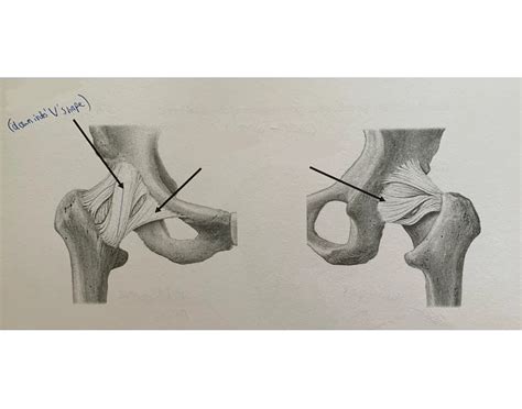 Ligaments Of Pubic Femur — Printable Worksheet