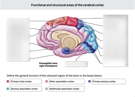 Diagram Of Functional And Structural Areas Of The Cerebral Cortex Quizlet